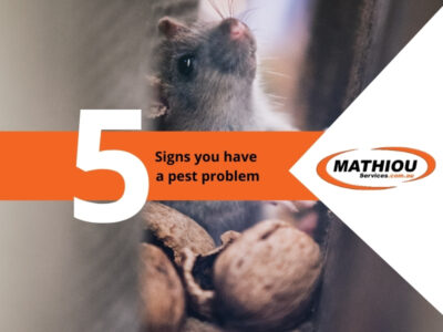 Signs You have a Pest Problem - Mathiou Services