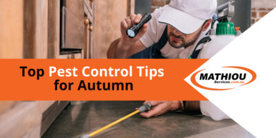 Top Pest Control Tips for Autumn | Mathiou Services